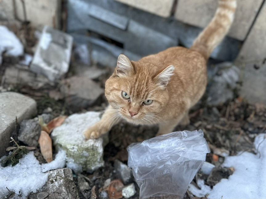 Рыжий котик для привлечения счастья
