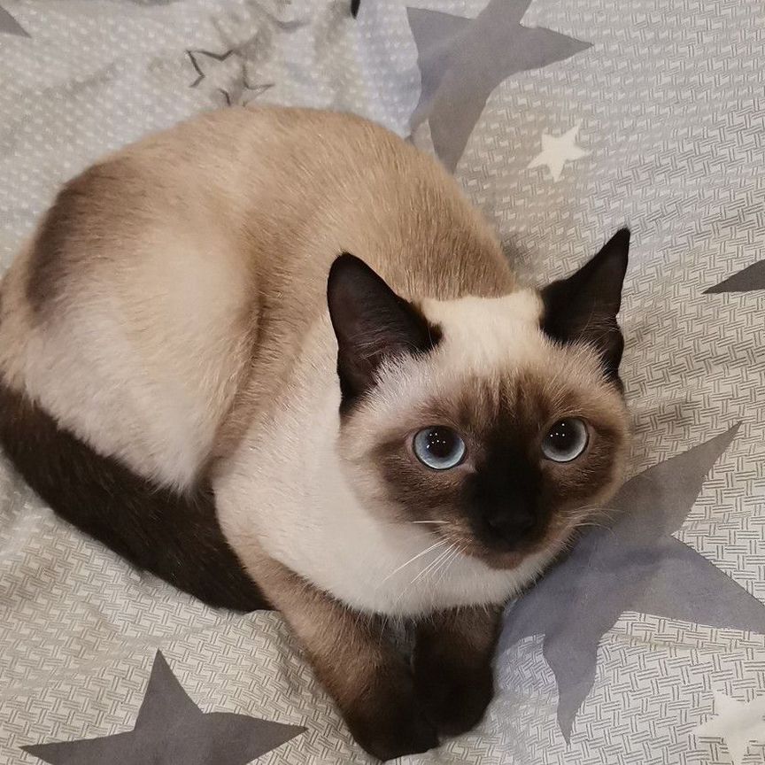 Сиамская кошечка