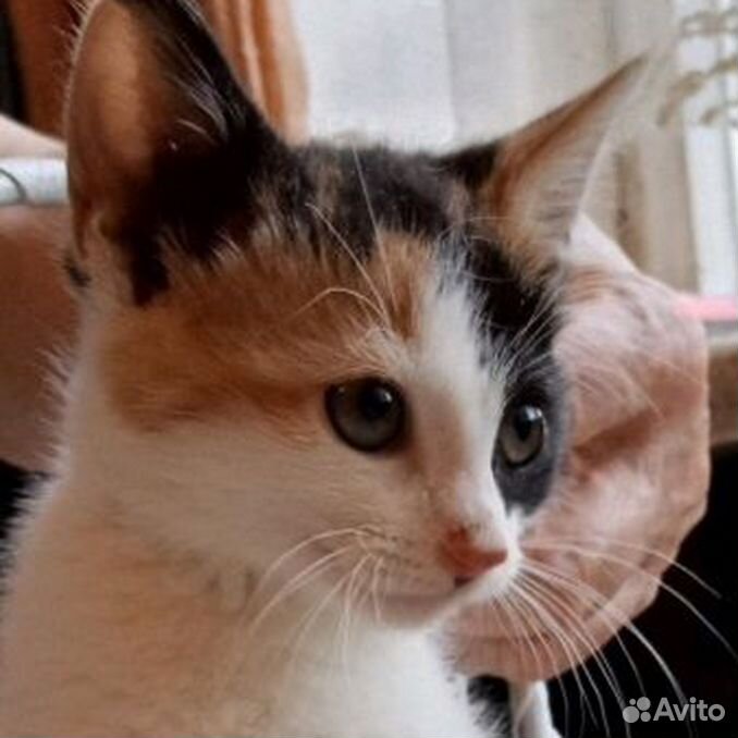 Пушистый котенок, метис сибиряка