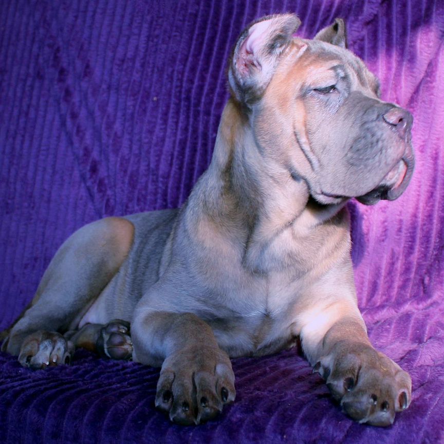 Кане-корсо, щенок