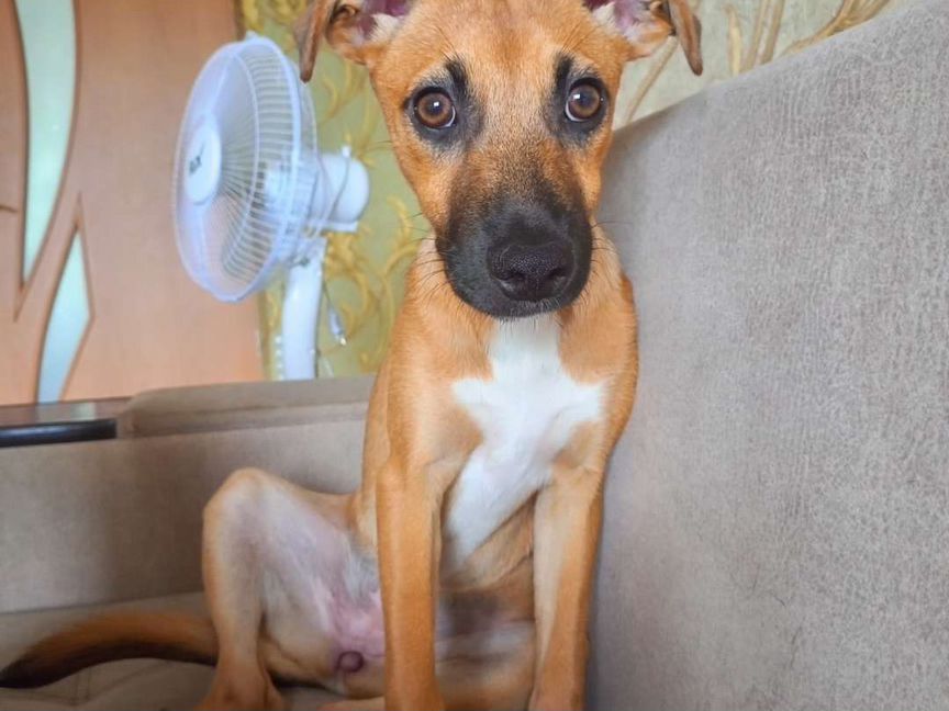 Питстафф в добрые руки