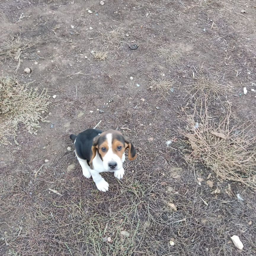 Эстонская гончая