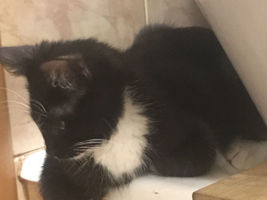 Отдам в добрые руки котёнка