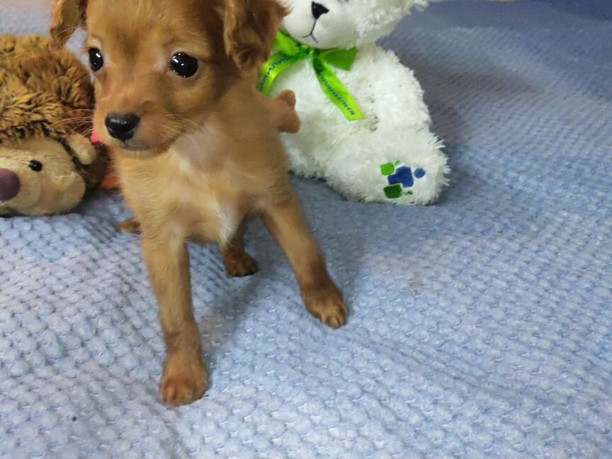 Петербургская орхидея(Невская орхидея)