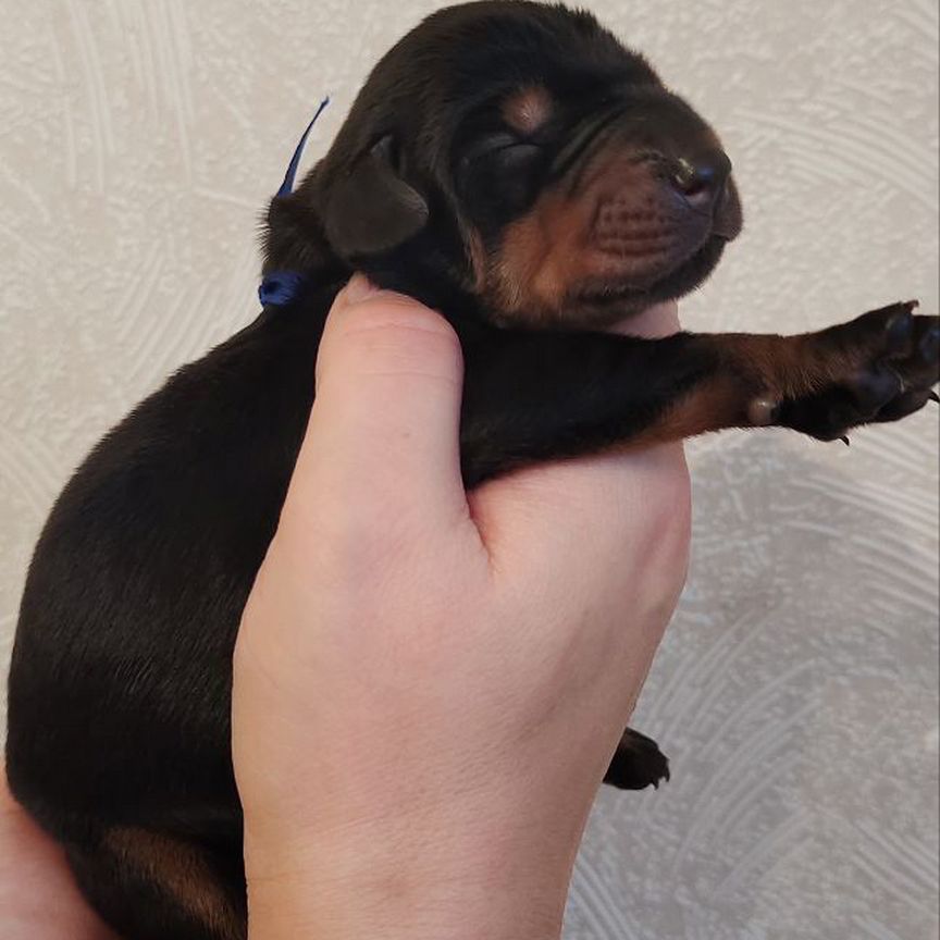 Добер детки