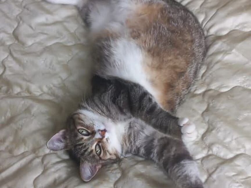 Уютная кошка ищет дом