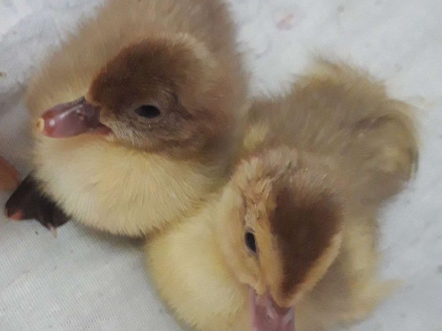 Инкубационное яйцо мускусной утки