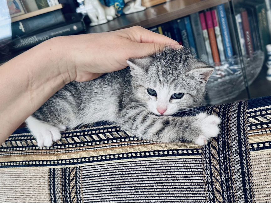 Серебристый котенок
