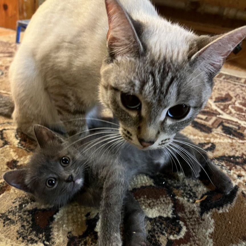 Котёнок от частного владельца