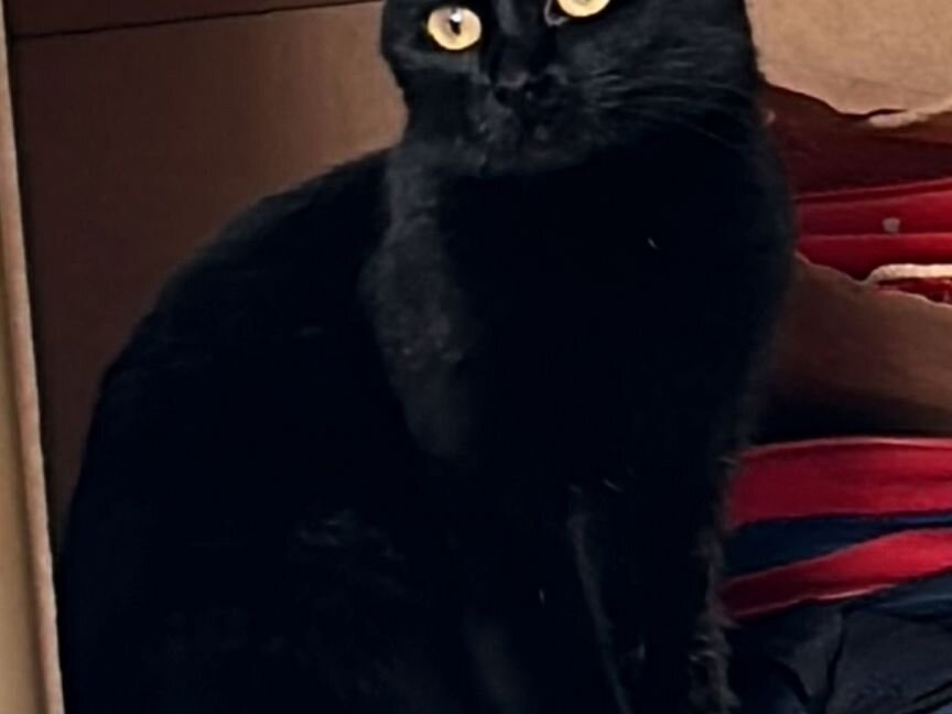 Кошка в дар