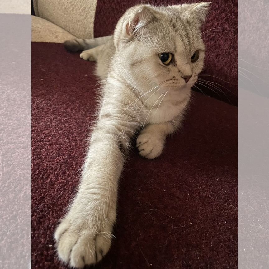 Шотландская вислоухая ищет жениха