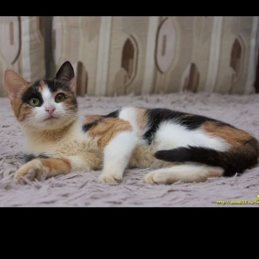 Домик для кошки