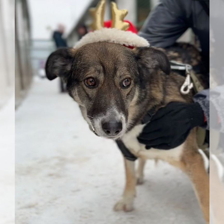 Взрослая собака в добрые руки