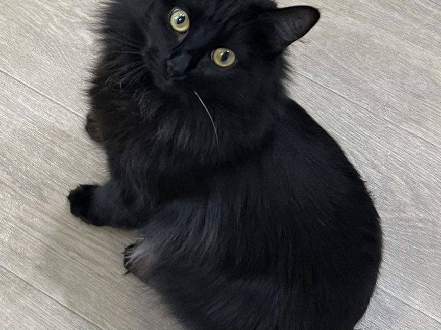 Кот Сэм черный