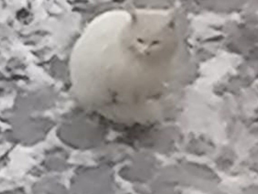 Замерзает шикарный кот