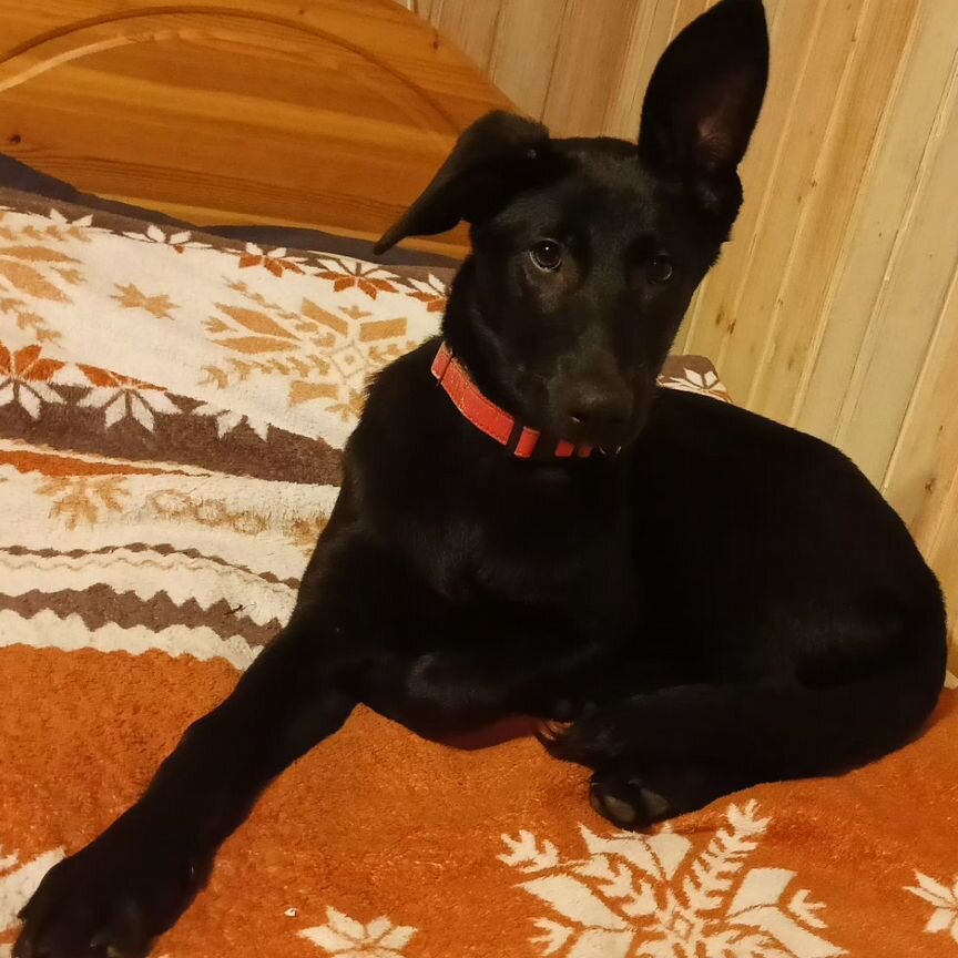 Щенок в добрые руки бесплатно