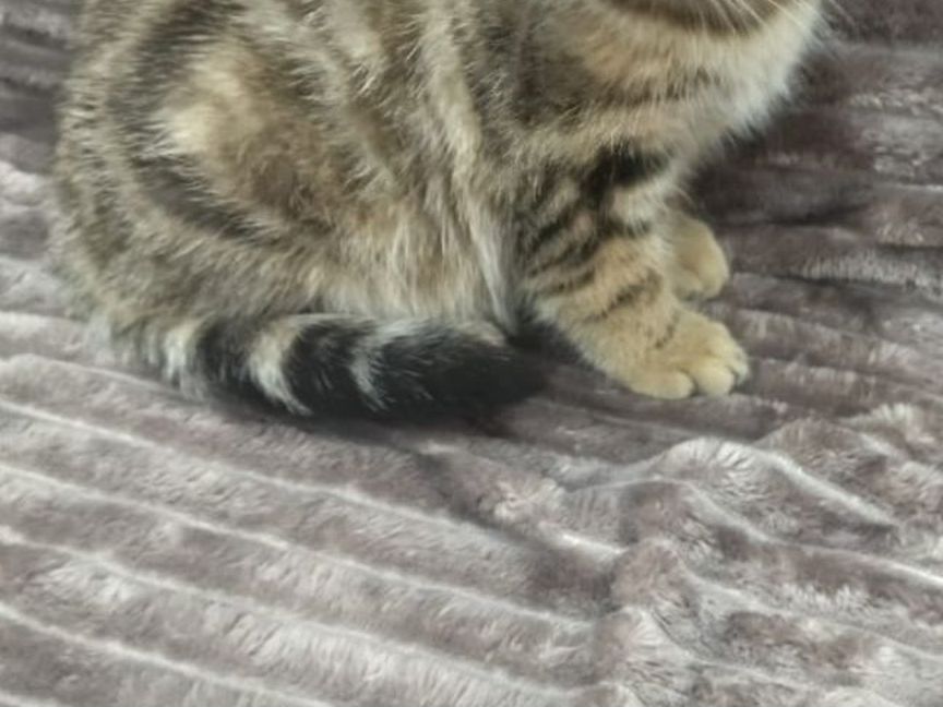 Шотландские