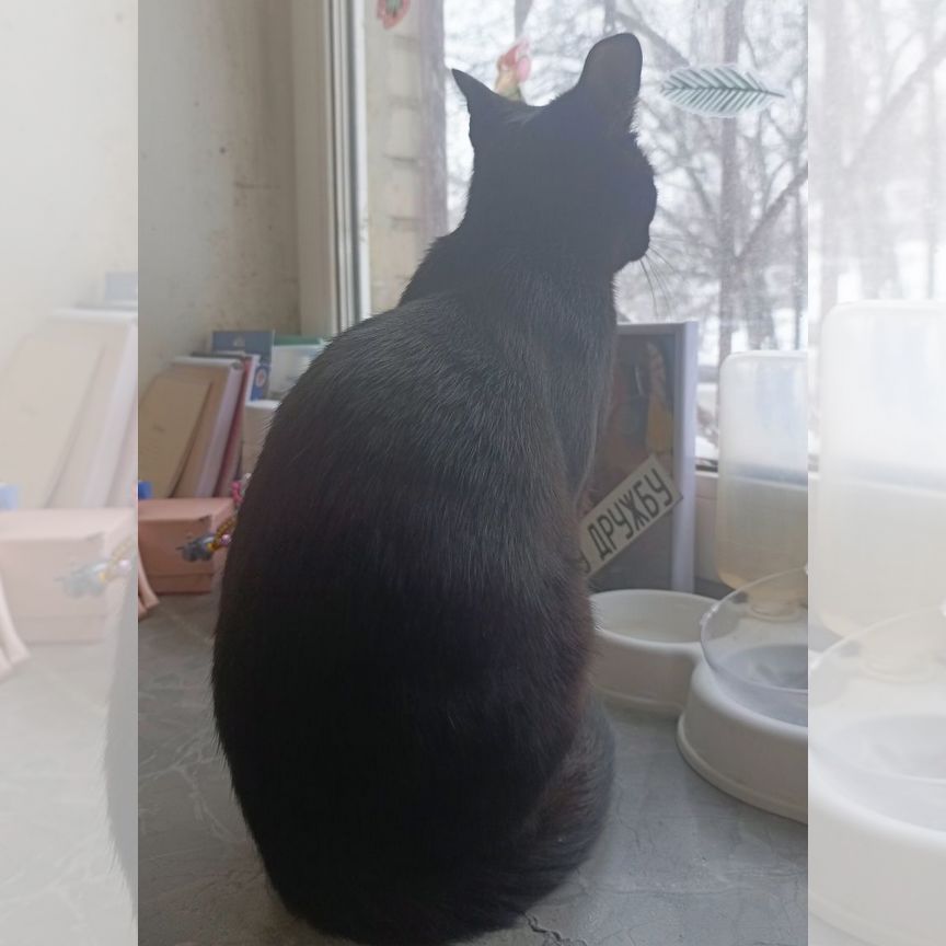 Взрослая, кошка в добрые руки