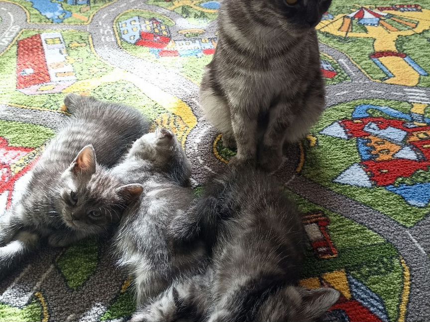 Отдам бесплатно животные