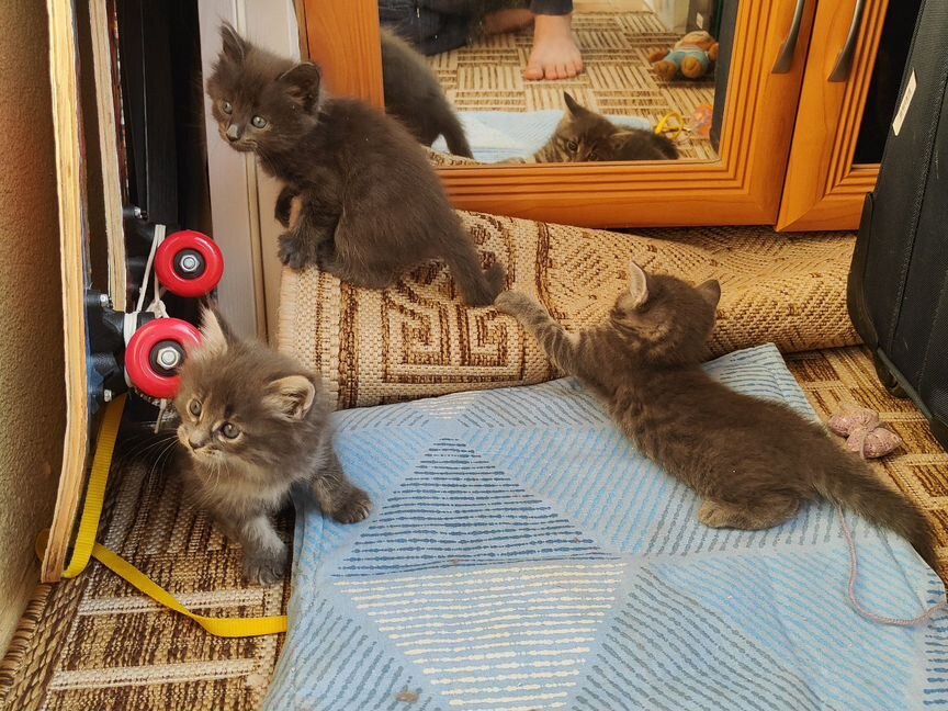Котята помесь с британцем