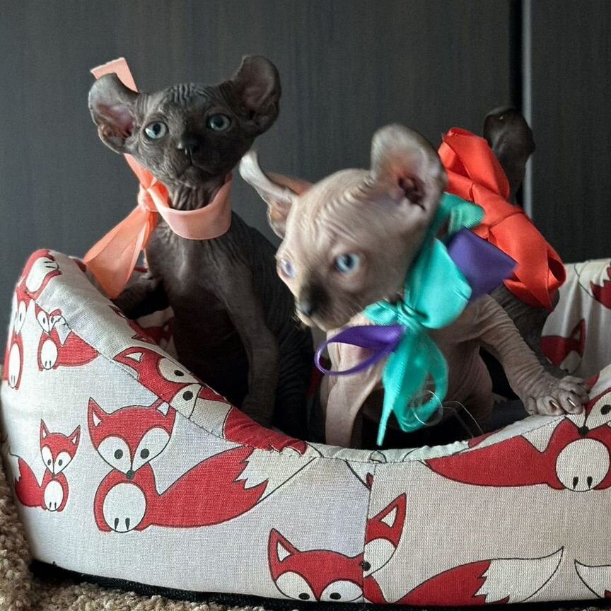 Котята сфинкс эльф