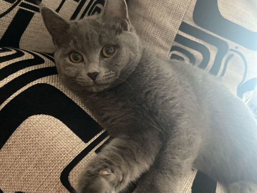 Кот русская голубая