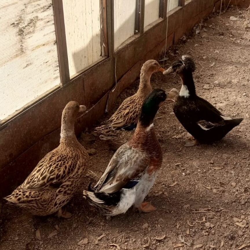 Утки,семья 3 1