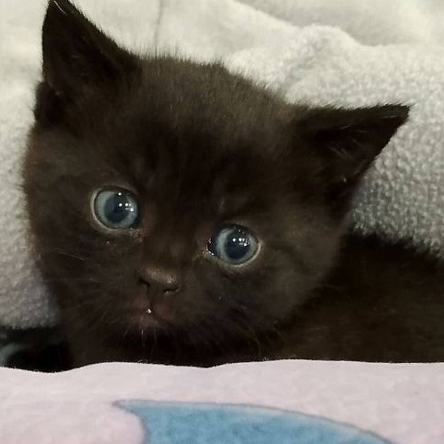 Котёнок в добрые руки