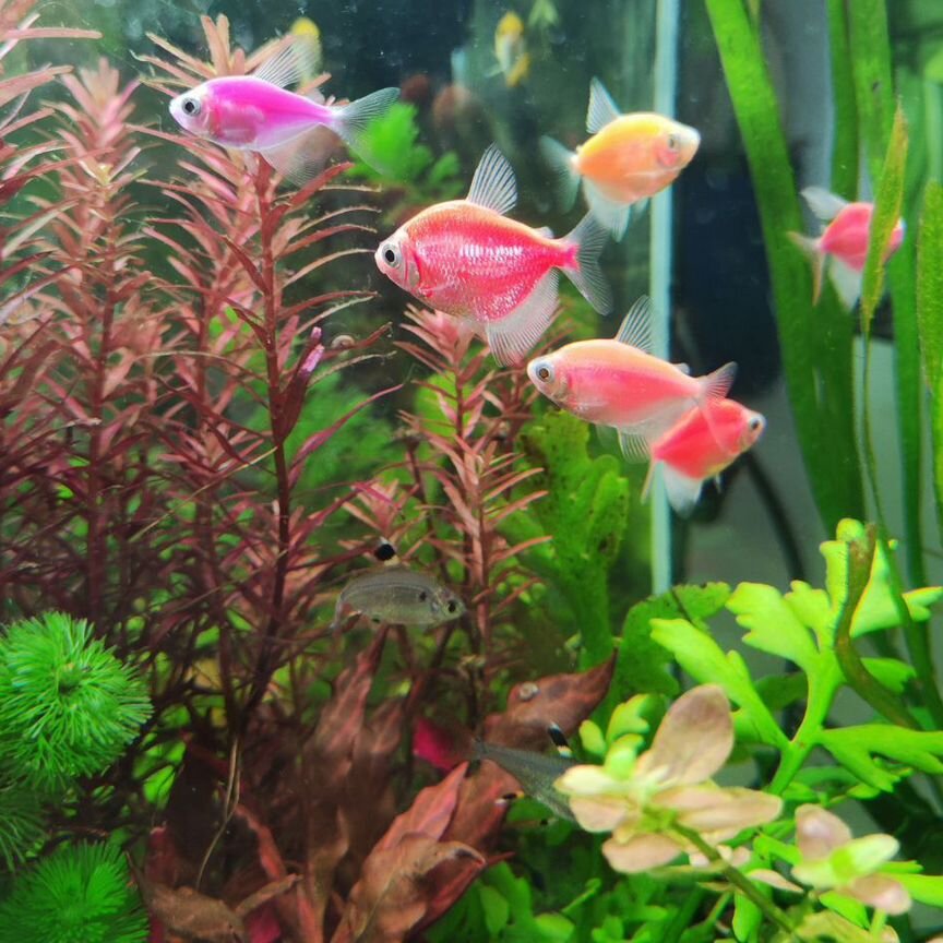Тернеции glofish