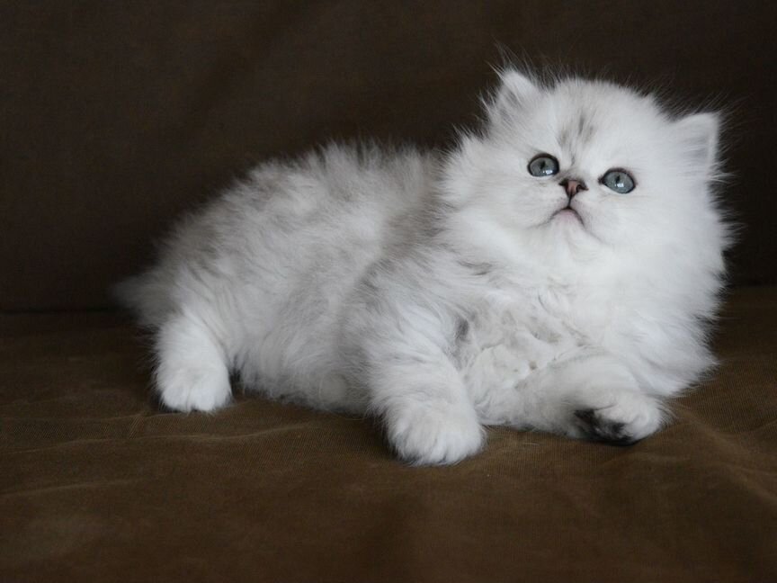 Британский ласковый котик