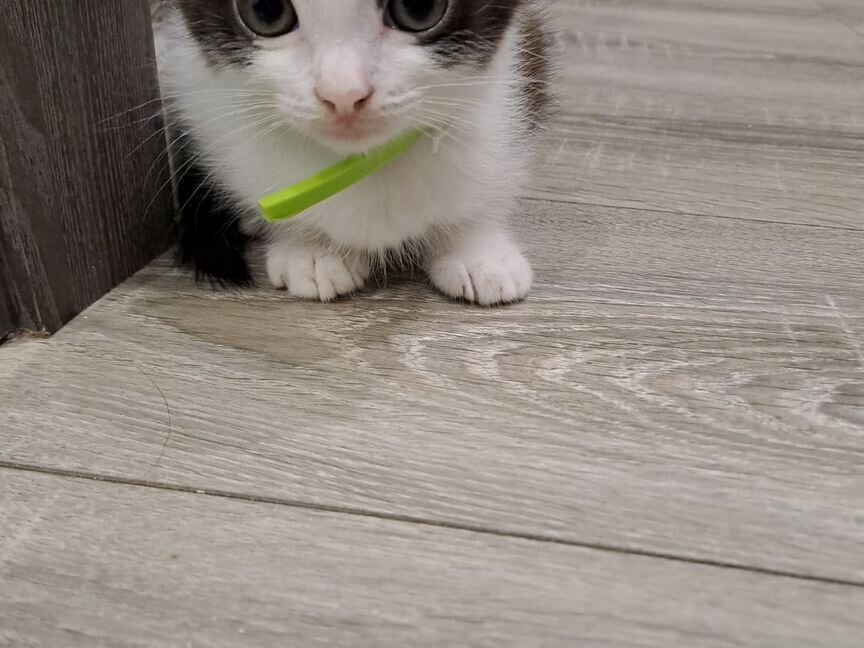 Вислоухие котята