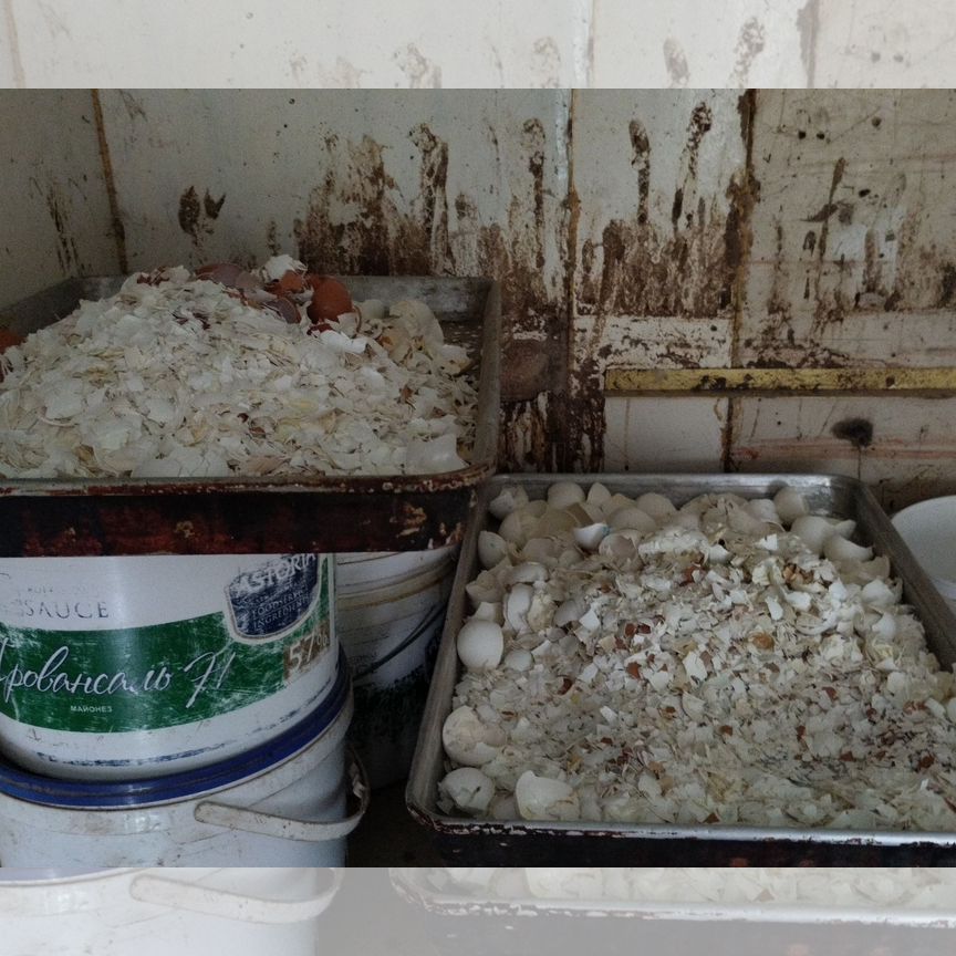 Яичная скорлупа