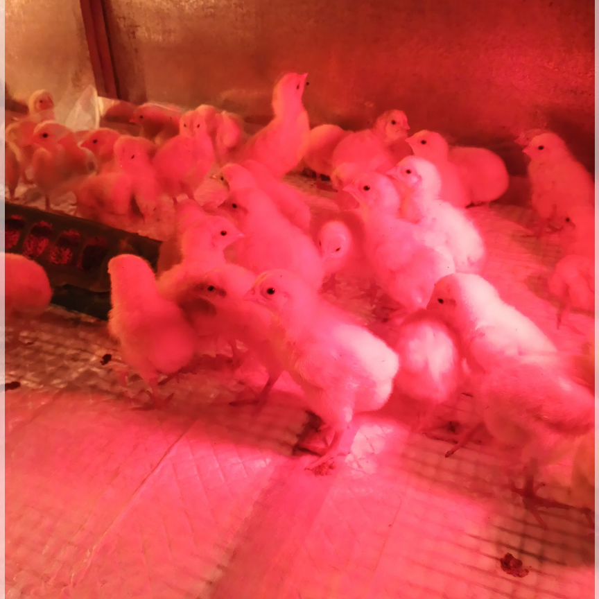 Цыплята бройлеры росс 308