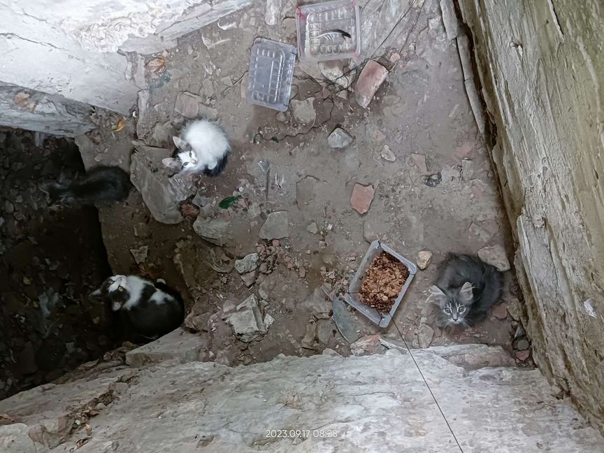 Котятам нужна помощь в добрые руки