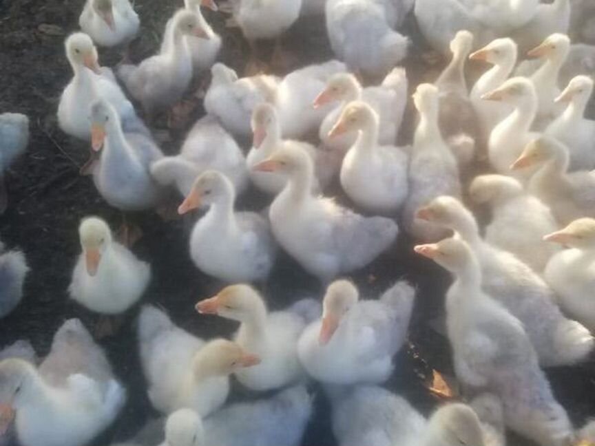 Гусята итальянские