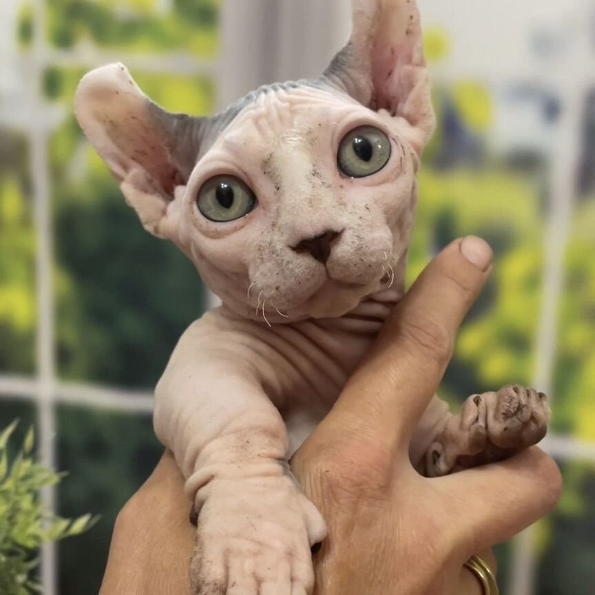 Лысые котята двельф