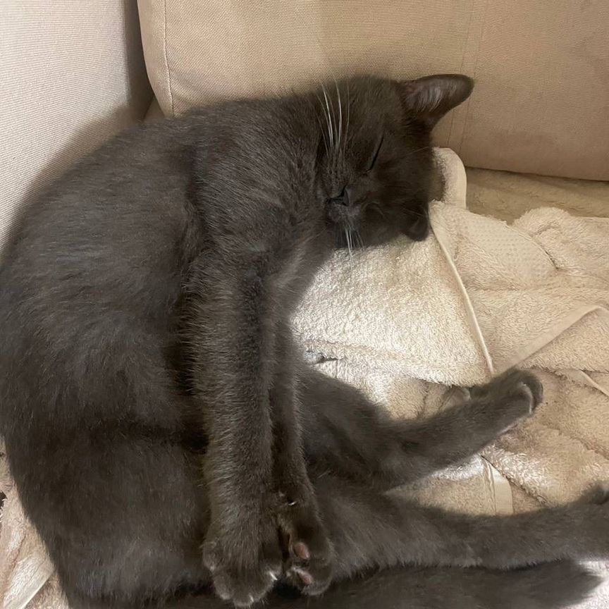 Маленькая кошечка