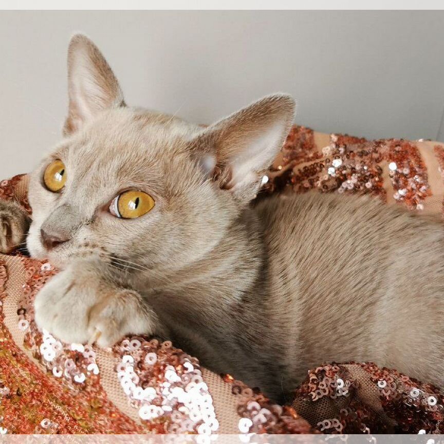 Котёнок от частного владельца