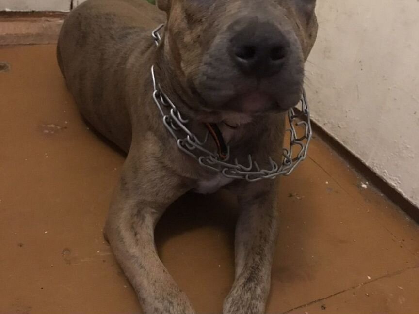 Продам щенка амстафа