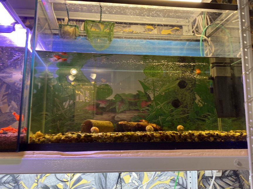 Аквариум