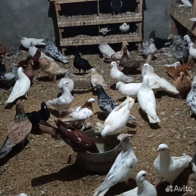 Голуби бойные любого цвета, на продажу