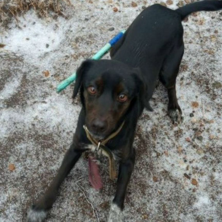 Взрослая собака в добрые руки