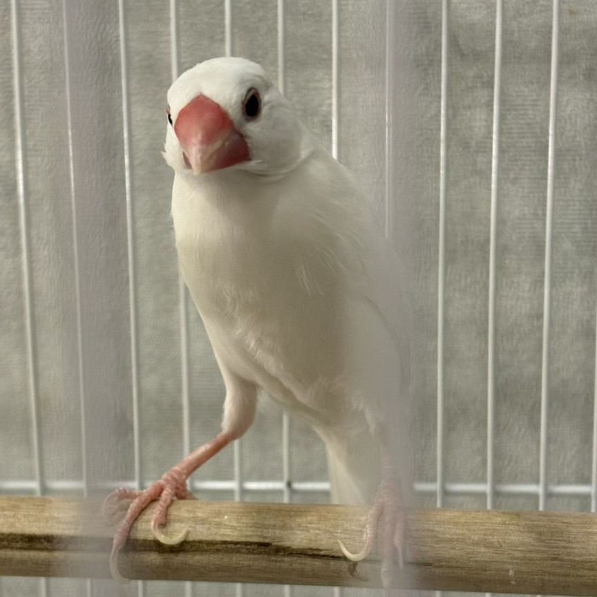 Рисовые амадины самка