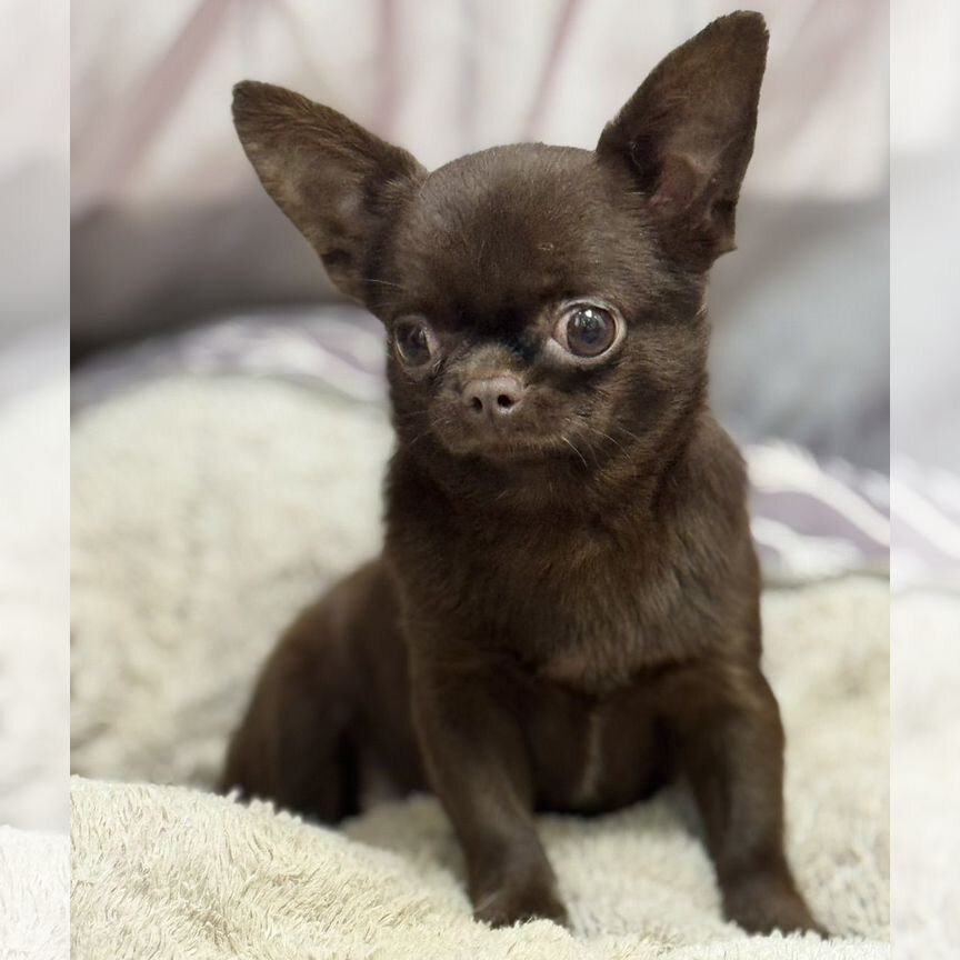 Чихуахуа, щенок