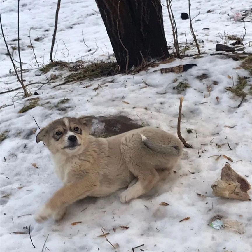 Щеночек в добрые руки
