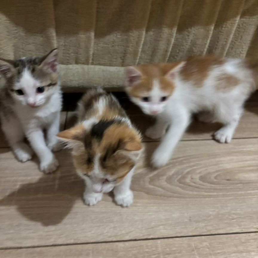 Котята в добрые руки