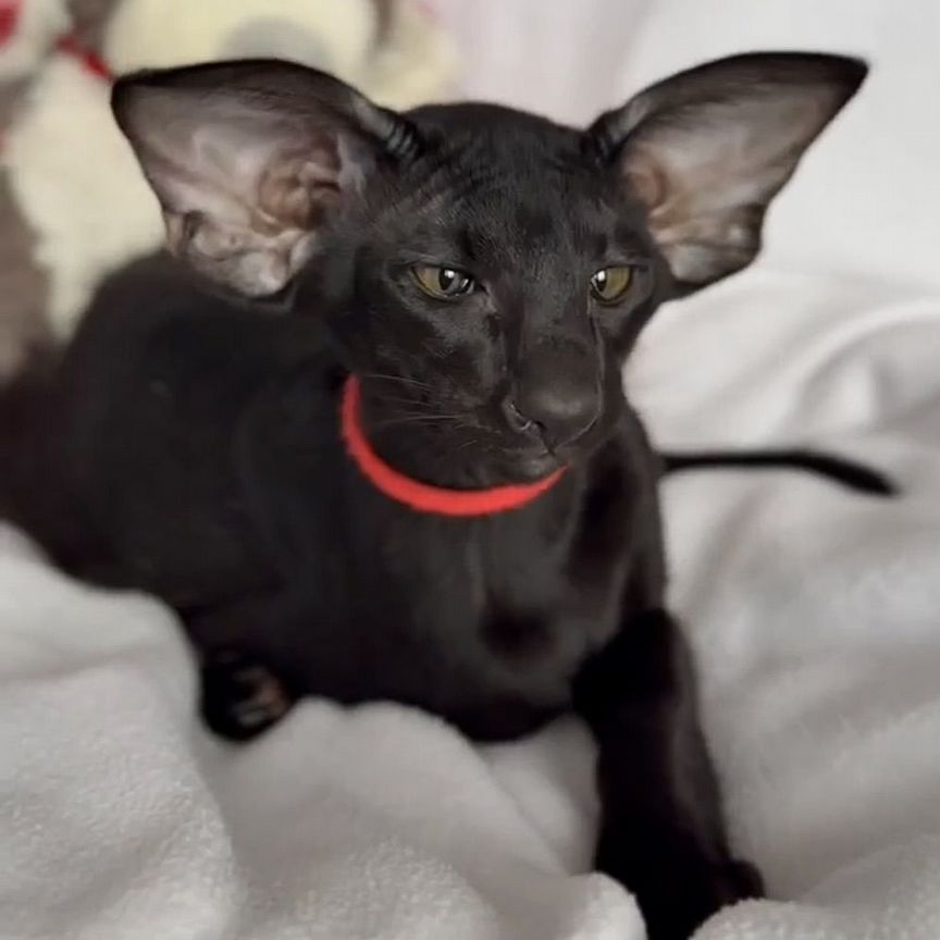 Ориентальный котёнок