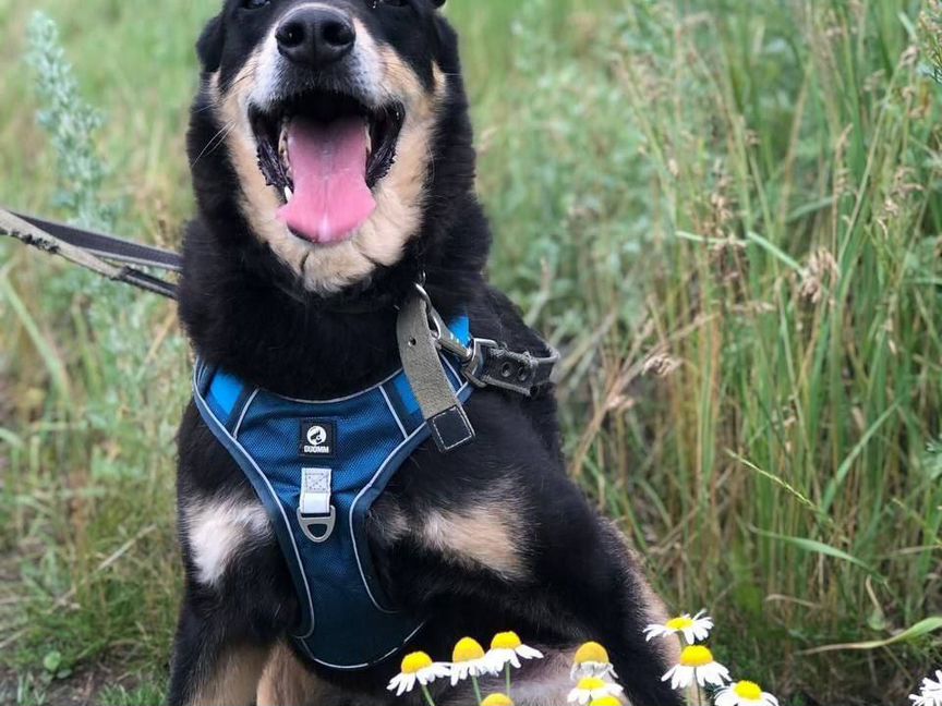Собаке с больной лапкой одиноко в приюте