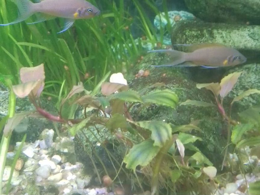 Принцесса Бурунди желтая Даффодил