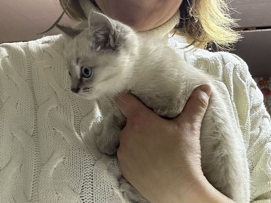 Потерялся котенок